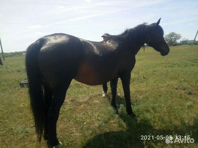 Кобыла и кобылка