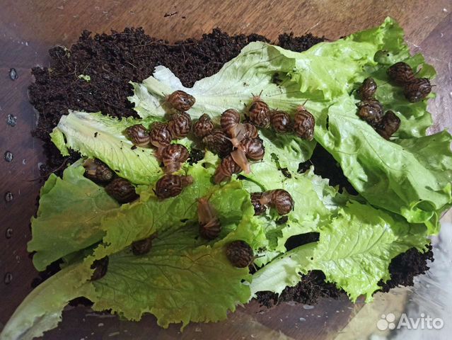 Улитки ахатины