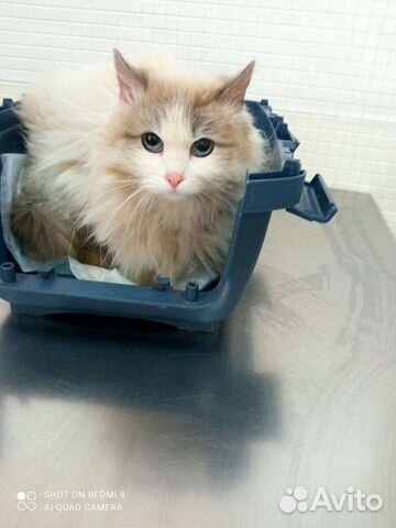 Кошки в добрые руки бесплатно