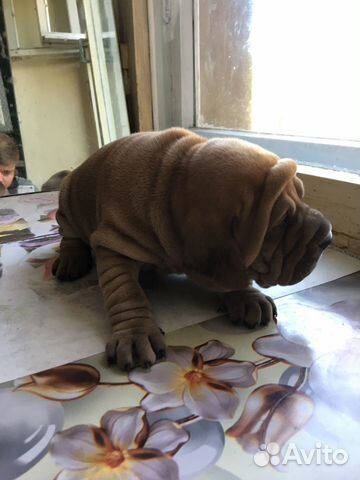 Щенки шарпей