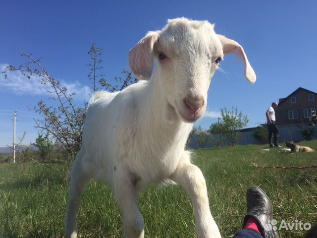 Козлята зааненские комолые