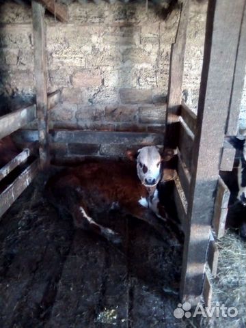 Коровы телки и бычки