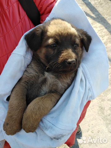 Щеночки очень красивые в добрые руки, может кому н