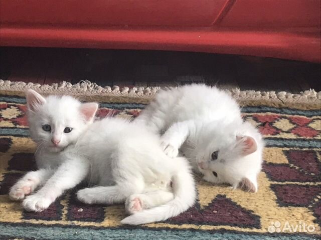 Турецкая ангора