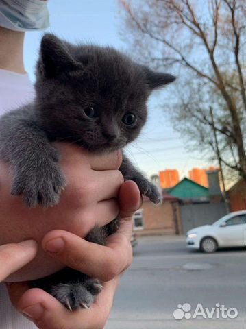 Котята британцы