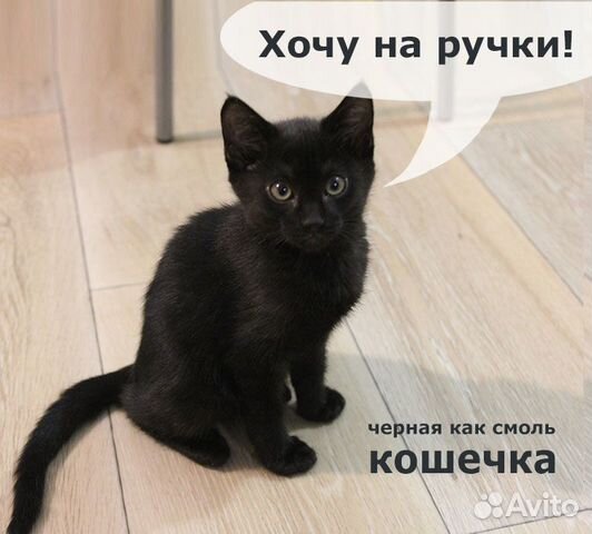 Отдам котенка