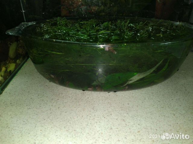 Аквариумные растения