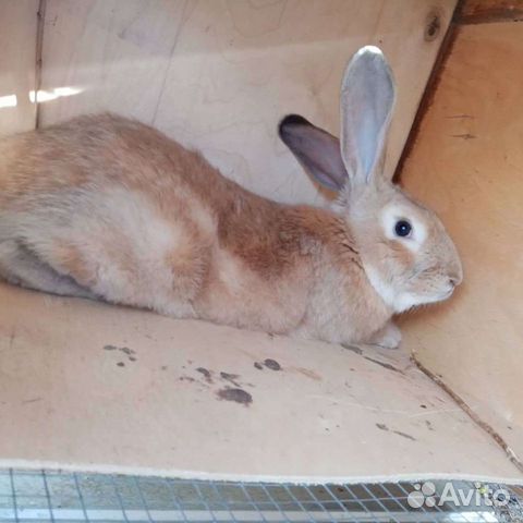 Крол ждёт крольчиху