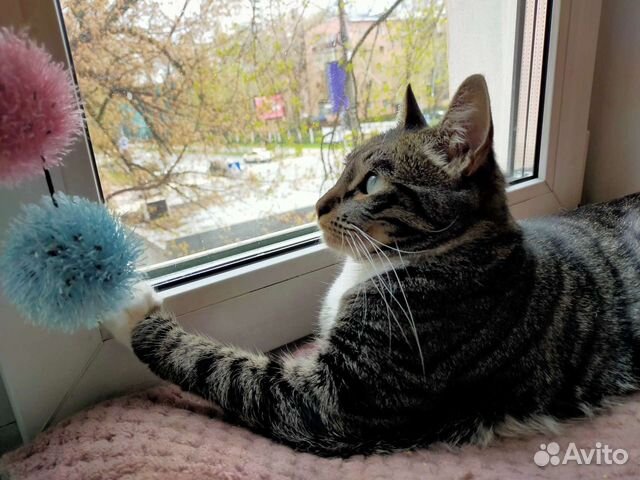 Кошка Киара ищет дом