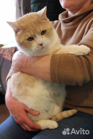 Котик в добрые руки