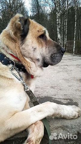 Алабай Зевс в хорошие руки