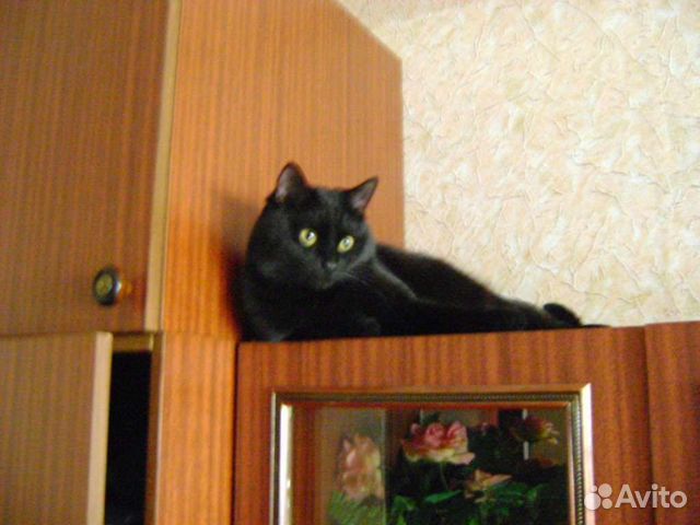 Полностью черный кот,10 мес,мама мышеловка,к лотку