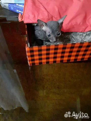 Продам котенка донского сфинкса