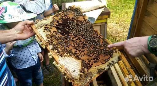 Пчёлы пчелопакеты