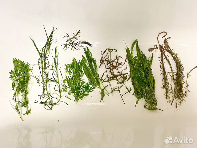 Аквариумные растения