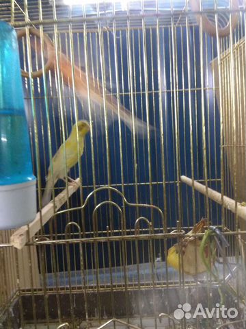 Севера голландский Конор и канарейка 1 год