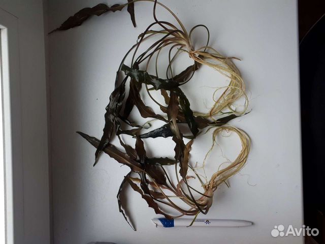 Криптокорина