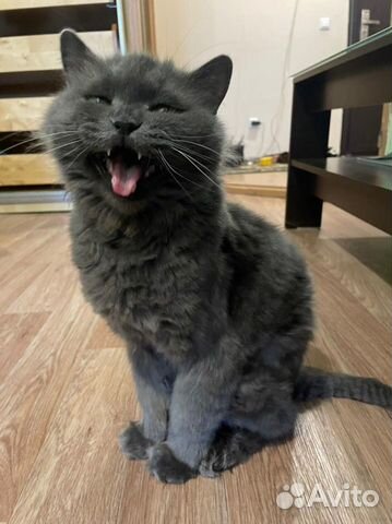 Ждем хозяина