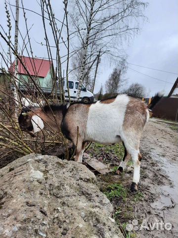 Нубийские козы