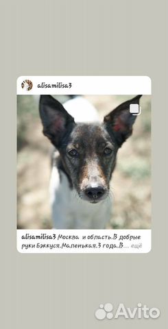 В добрые руки маленькая собачечка