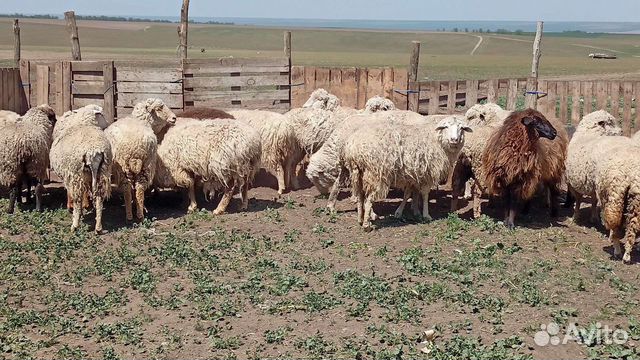 Овцы матки яловые