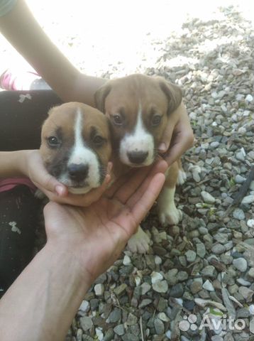 Стаффордширский терьер