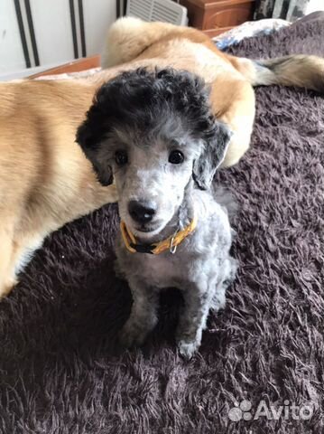 Карликовый пудель