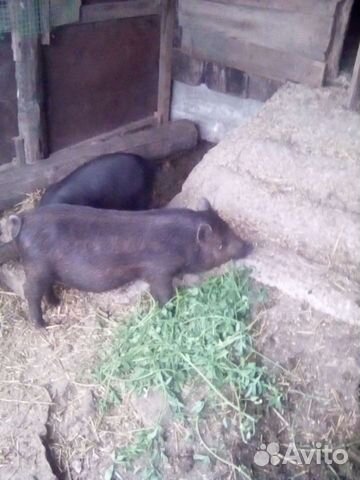 Вьетнамск вислобрюхий поросенок