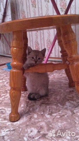 Котенок мальчик
