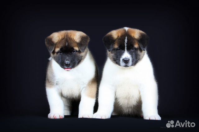 Американская Акита щенки