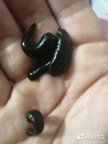 Продам пиявки