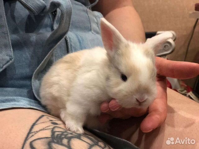 Декоративный пасхальный крольчонок