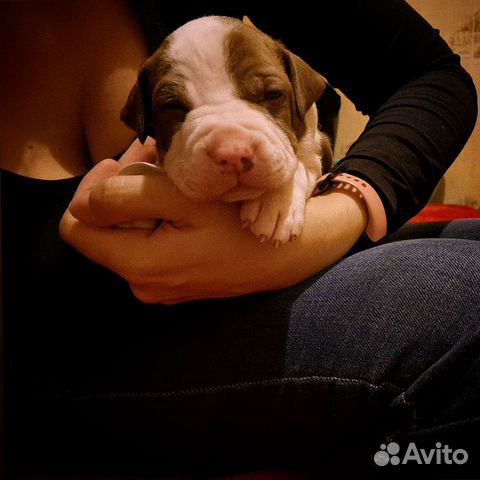 Щенки питбультерьера