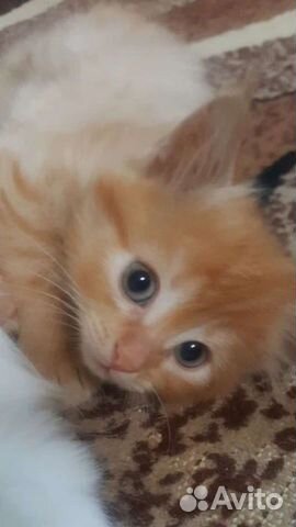 Кошечка 2мес