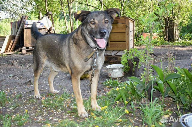 Собака Техас на охрану кобель