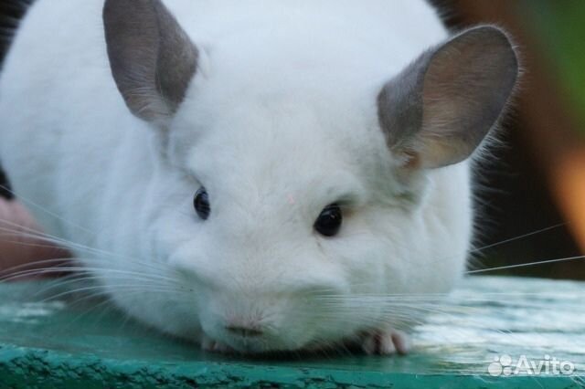 Шиншилла белый вильсон