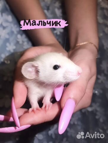 Крысята дамбо