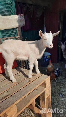 Козлик и две козочки