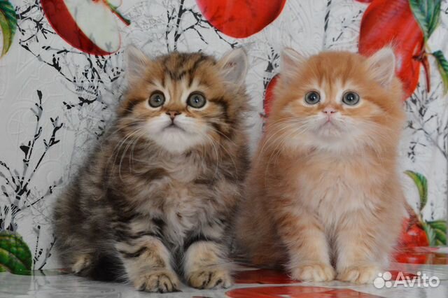 Шотландские прямоухие котята