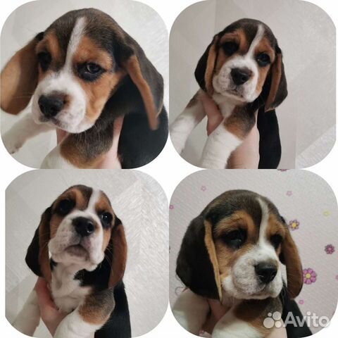 Бигль дети вип класса