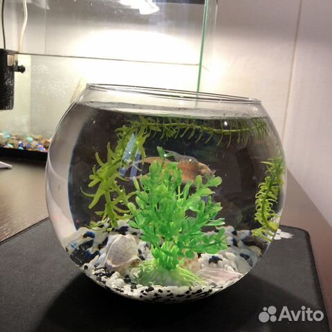 Аквариум с рыбкой