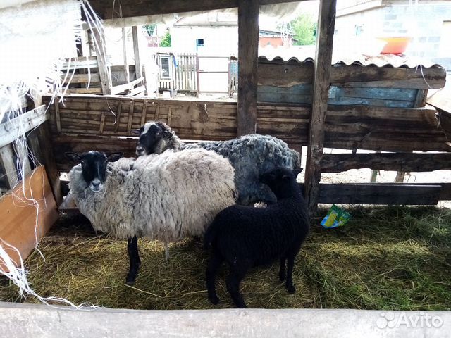 Овечки Романовские и меринос