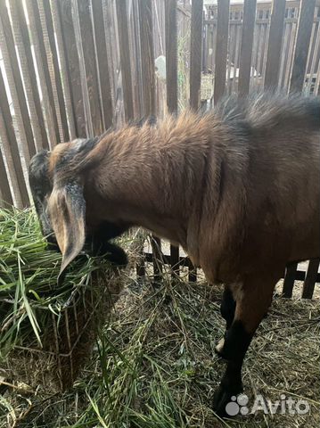 Козел на вязку