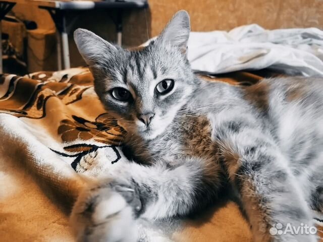 Космическая кошечка ищет дом