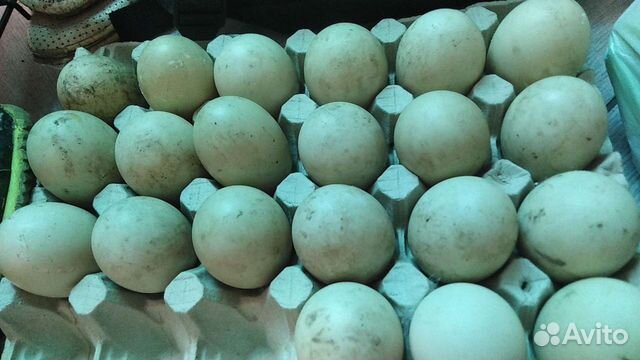 Инкубационное яйцо индоутки