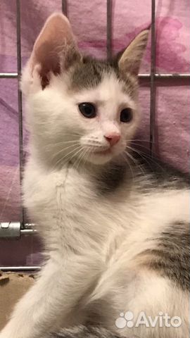 Маленькая кошечка