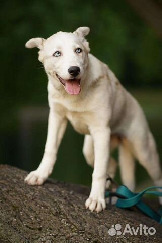 Щенок, девочка