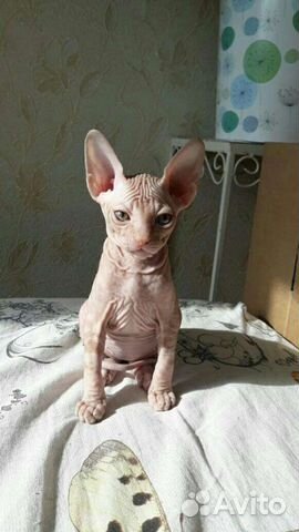 Донской сфинкс котята