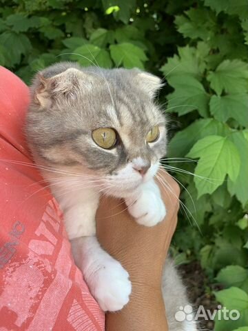 Найдена вислоухая кошечка