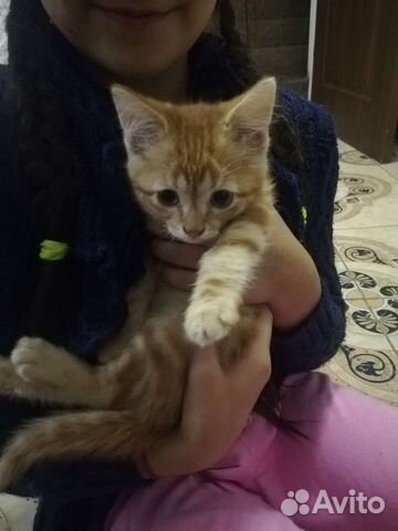 Отдам котика в дар